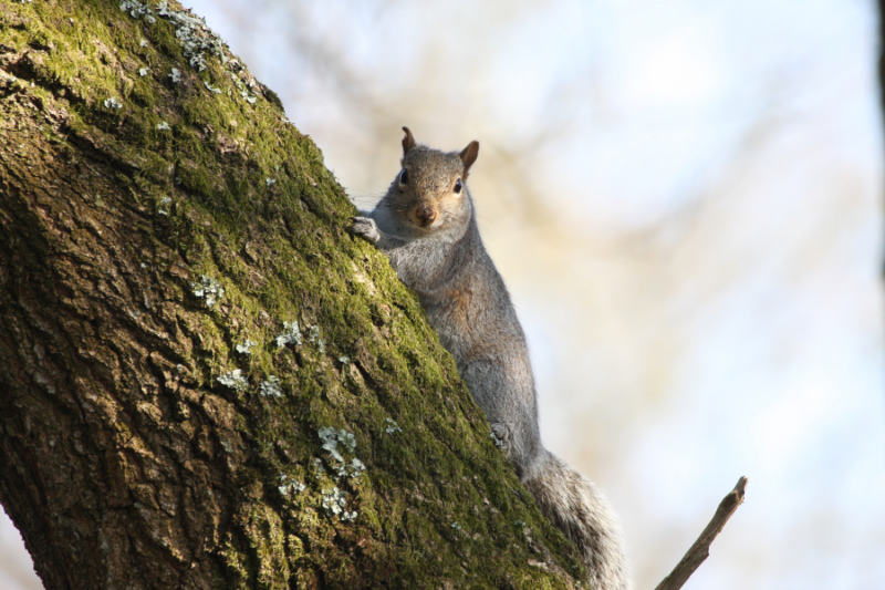 Interesting Facts About Squirrels