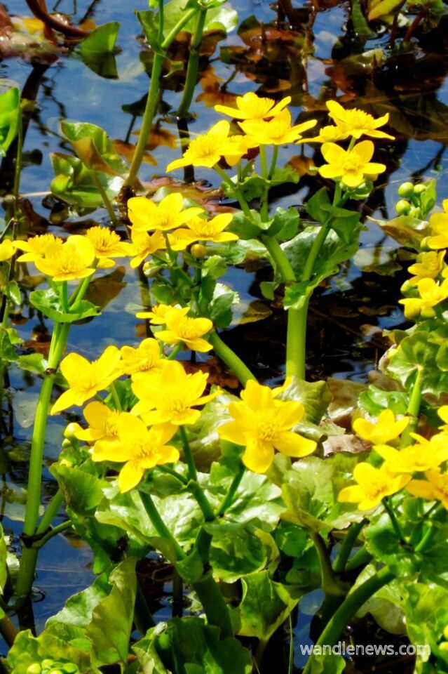 16 River Plants that are Common in the UK