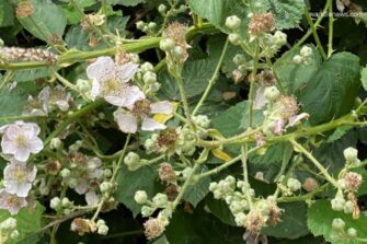 16 River Plants that are Common in the UK