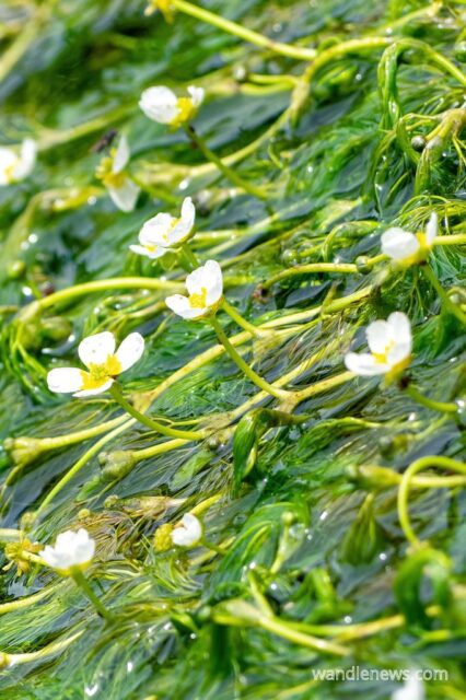 16 River Plants that are Common in the UK
