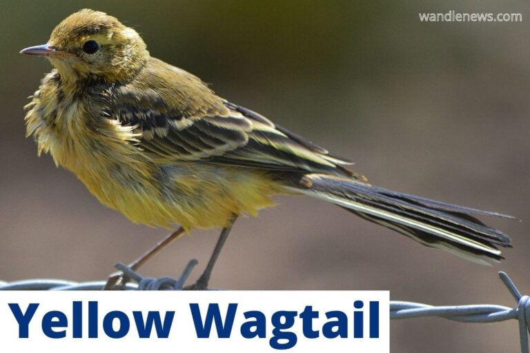 Yellow Wagtail Vs Grey Wagtail - How to Tell Them Apart