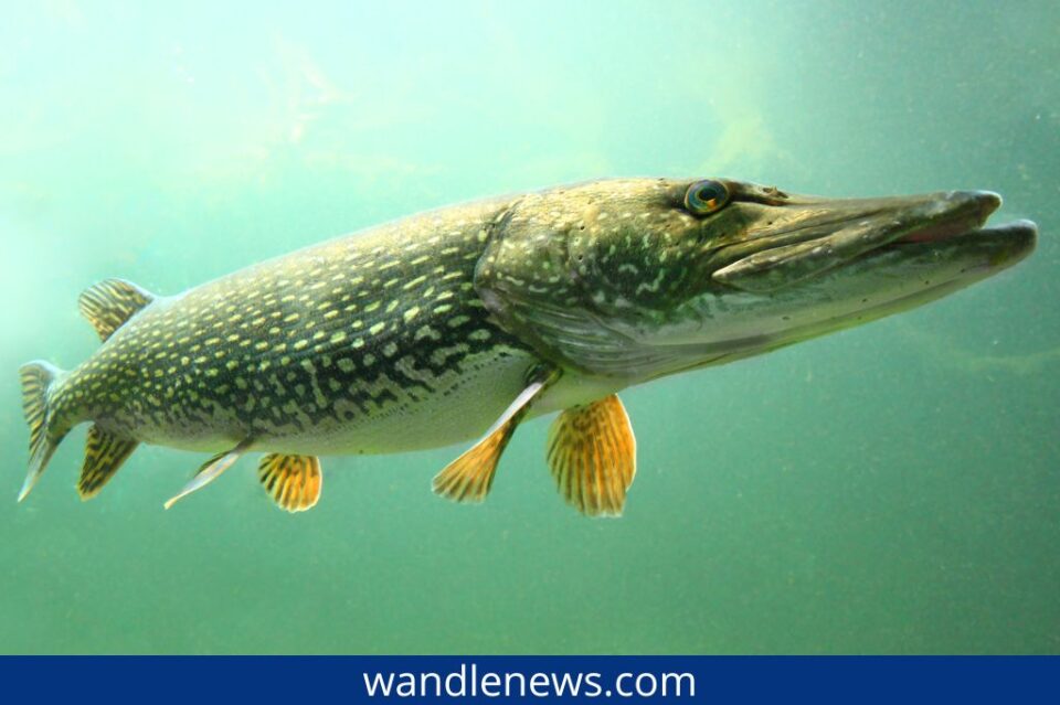 Are There Pike in the Wandle?