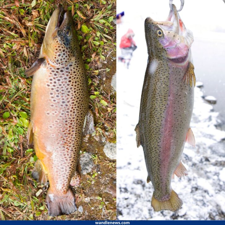 Brown Trout vs Rainbow Trout - What's the Difference?