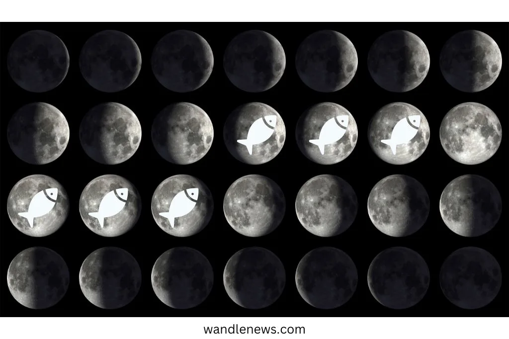 Fishing On A Full Moon How Moon Phases Affect Fish
