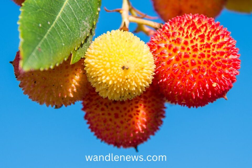 What is a Strawberry Tree & is the Fruit Edible?