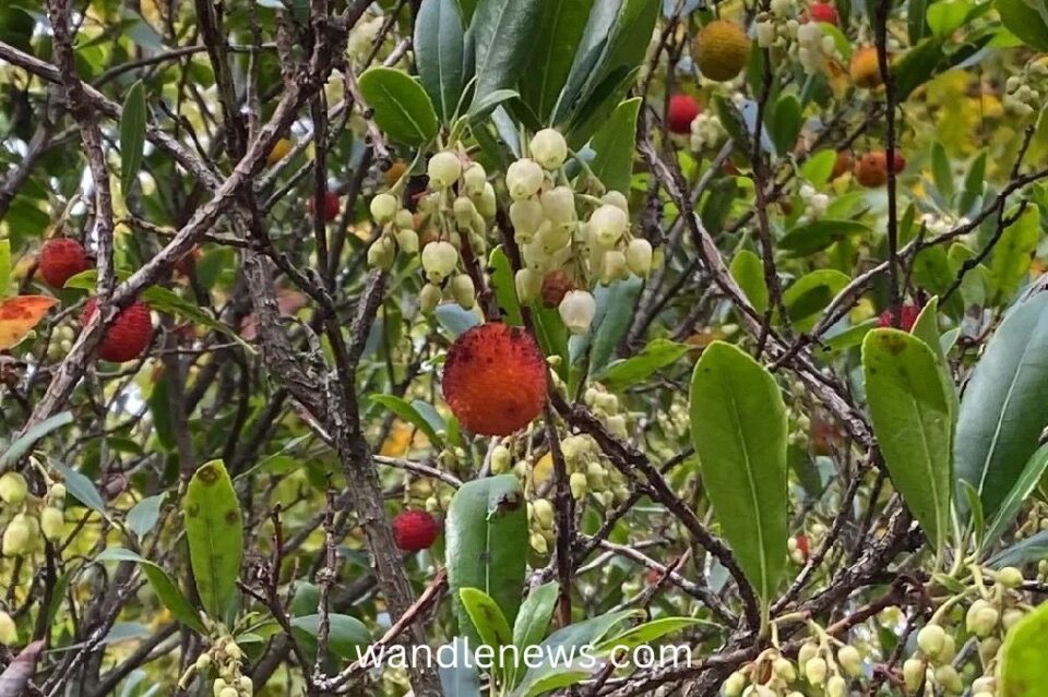 What is a Strawberry Tree & is the Fruit Edible?