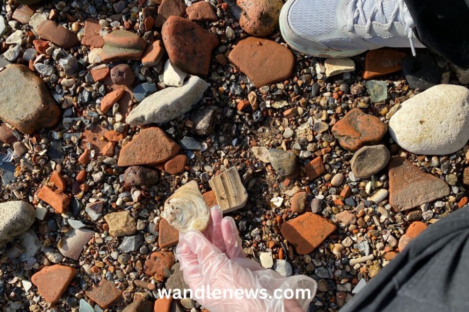 Mudlarking Experience with the Thames Explorer Trust