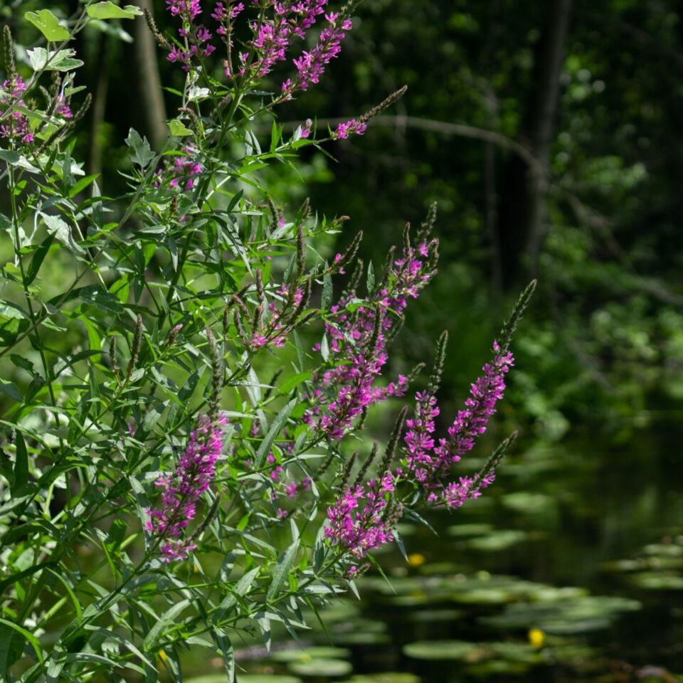 31 Plants for Ponds + Tips on Choosing Aquatic Plants
