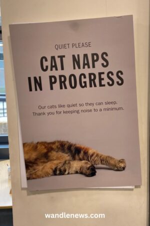 Battersea Dogs Home Tour: Review & How to Visit