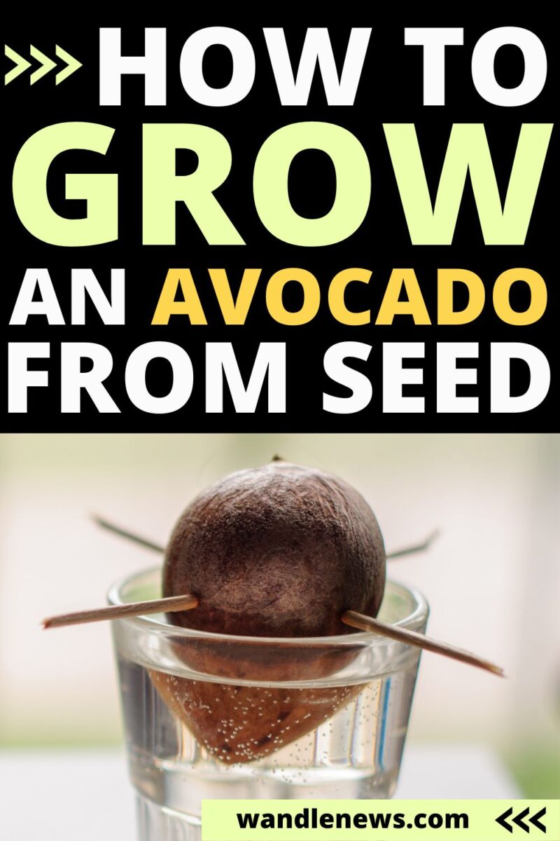 How to Grow an Avocado from Seed - Simple & Easy!