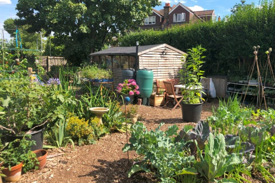 Wimbledon Guild Community Garden - Wandle News