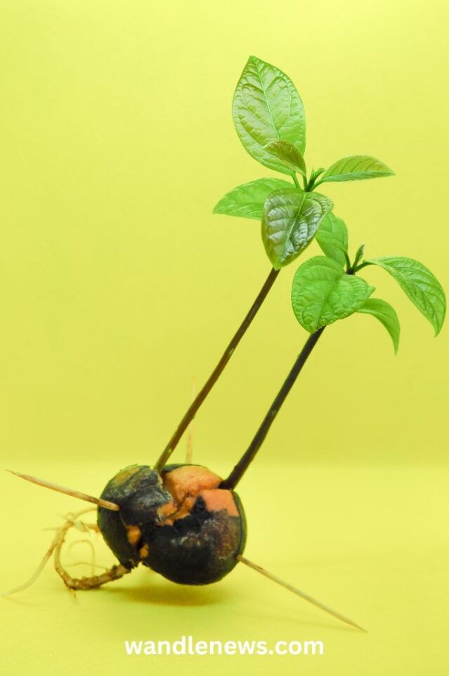 How to Grow an Avocado from Seed - Simple & Easy!