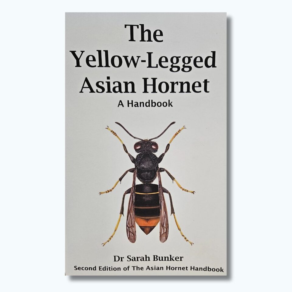 Risk of Asian Hornets Looms Over River Wandle's Bees